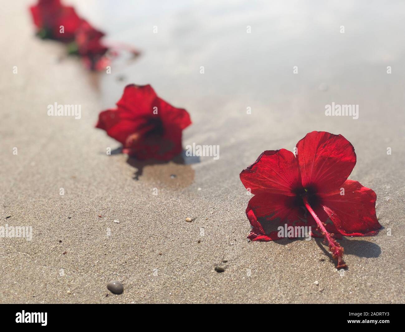 Red flowers of hibiscus lie on the sandy beach Stock Photo - Alamy