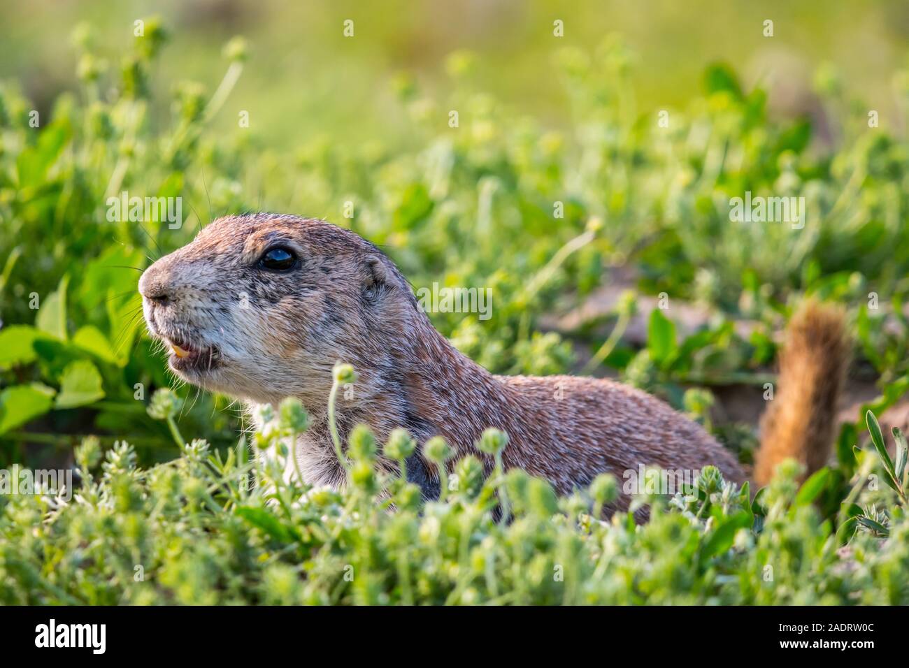 Prairie Dogs in Devils Tower National Monument, Wyoming Stock Photo - Alamy