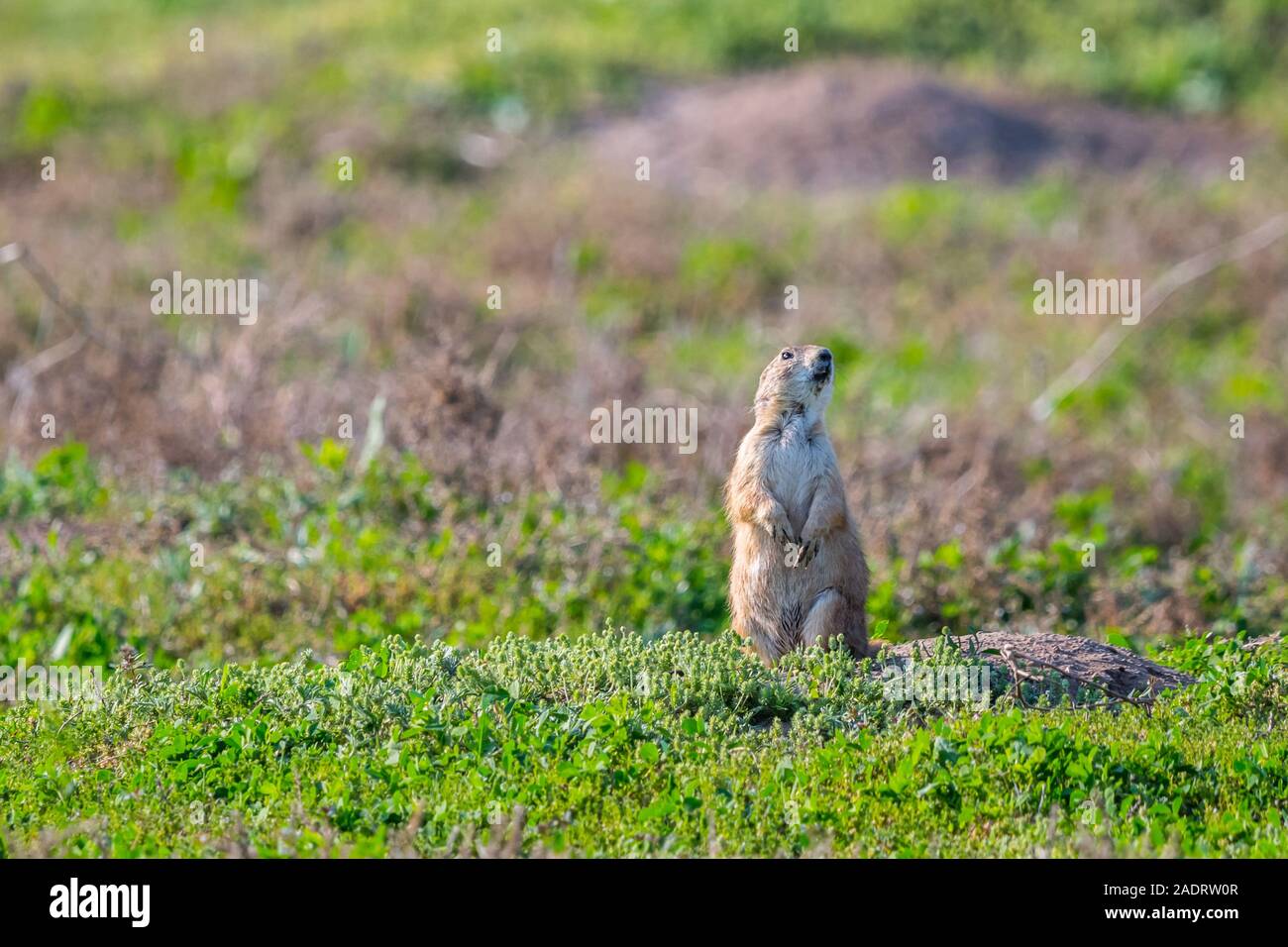 Prairie Dogs in Devils Tower National Monument, Wyoming Stock Photo - Alamy