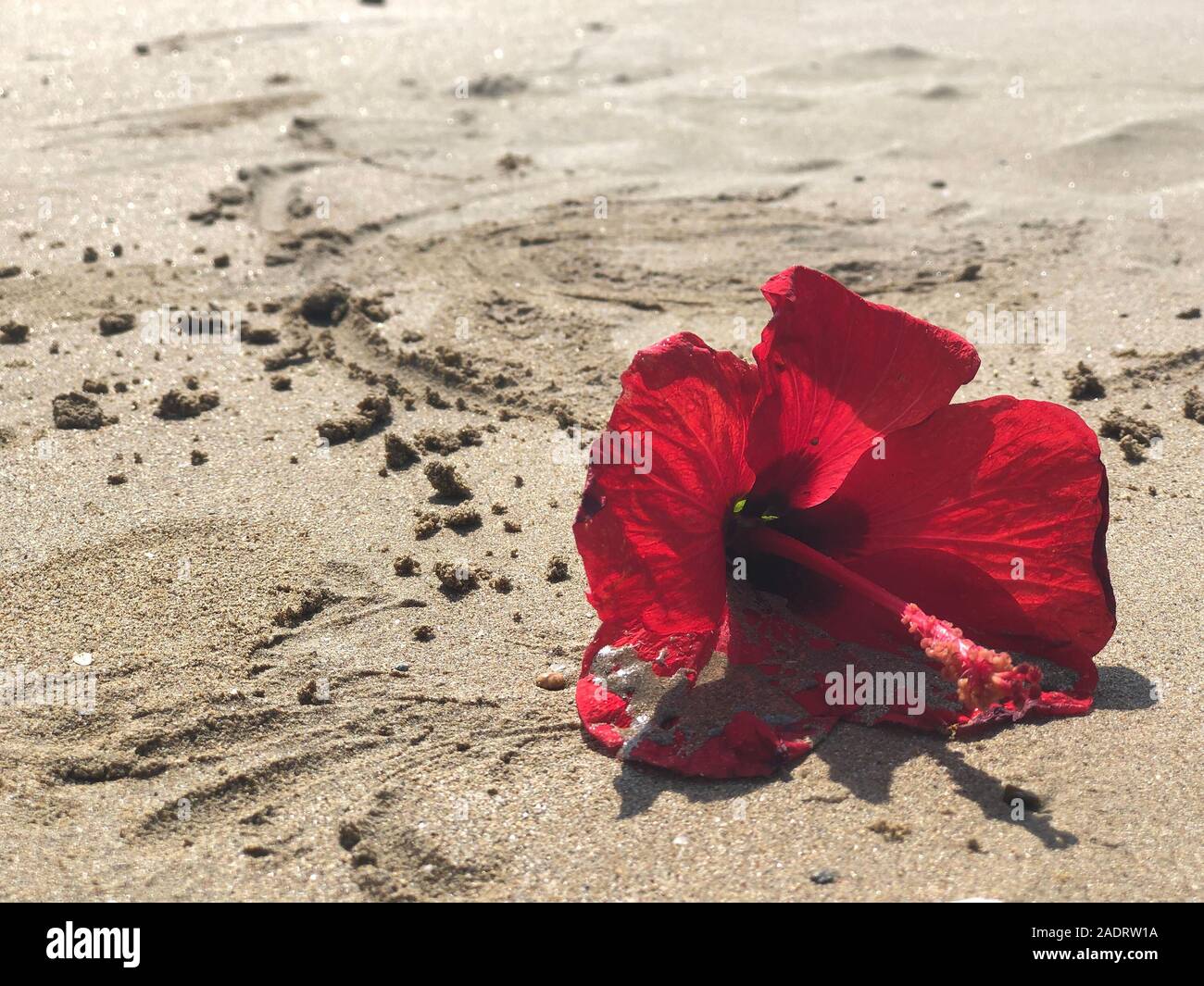 Red flowers of hibiscus lie on the sandy beach Stock Photo - Alamy