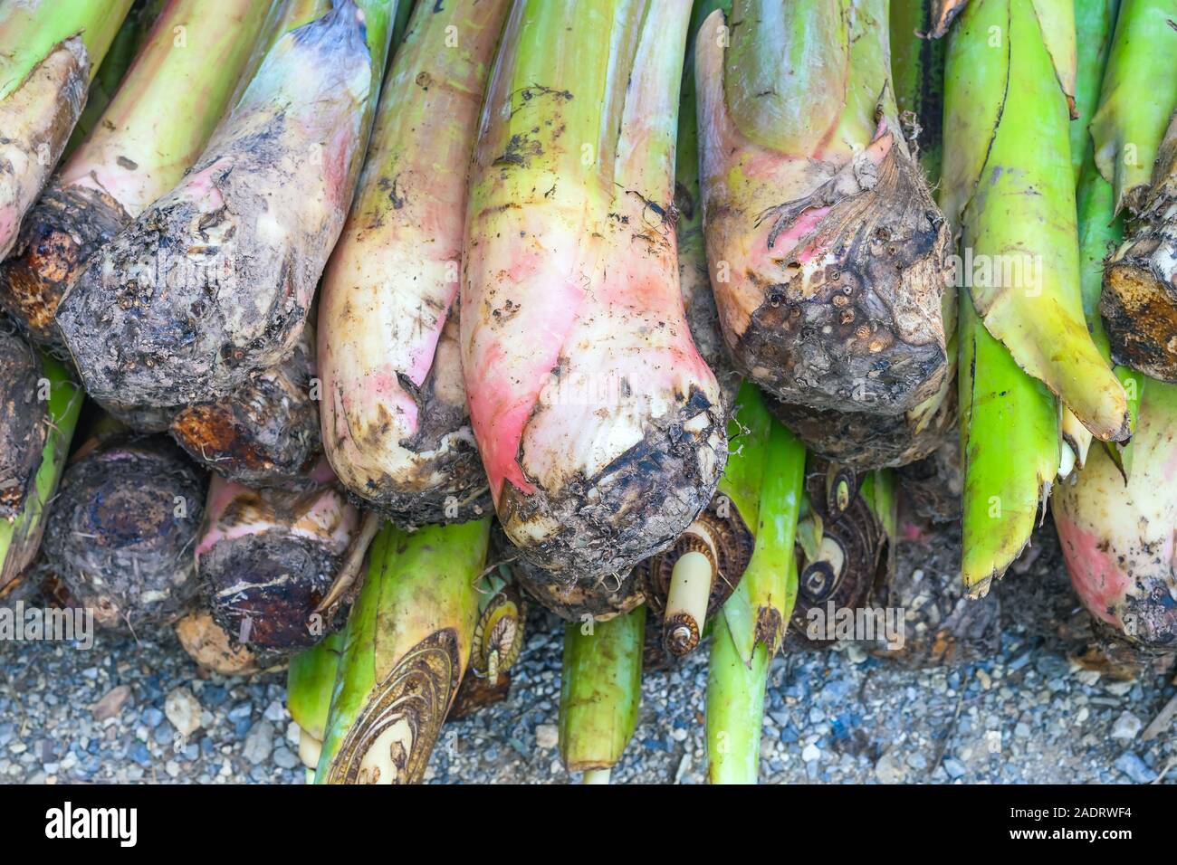 Banana suckers under the ground is a big rhizome called the corm ...