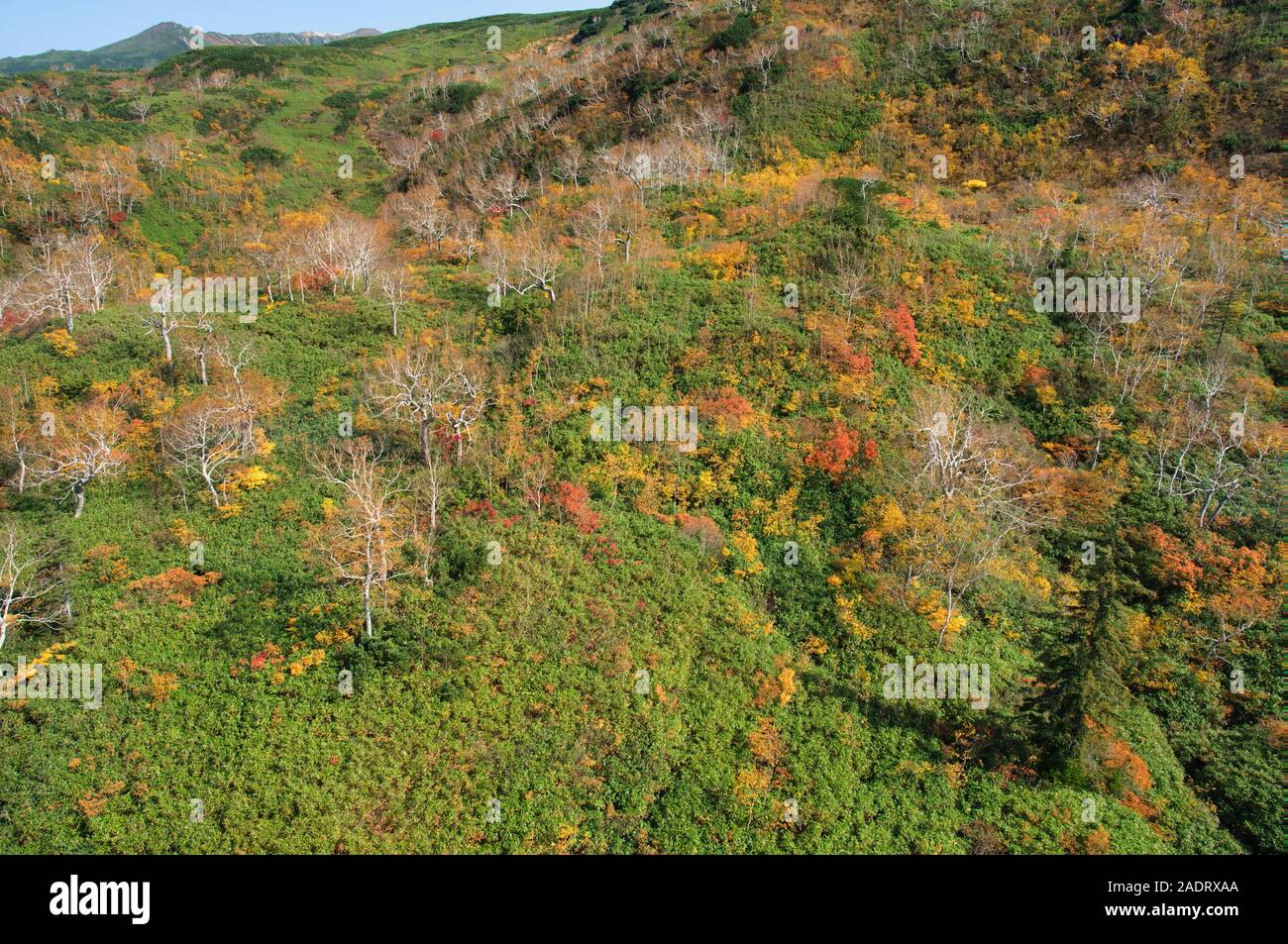 Mt. Asahi, autumn foliage Stock Photo - Alamy