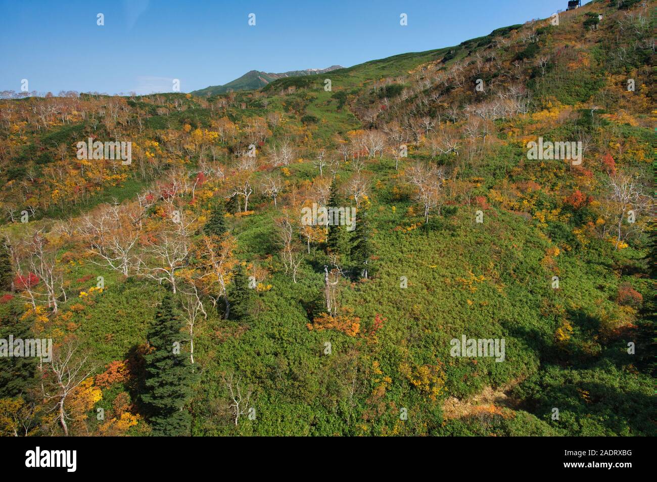 Mt. Asahi, autumn foliage Stock Photo - Alamy