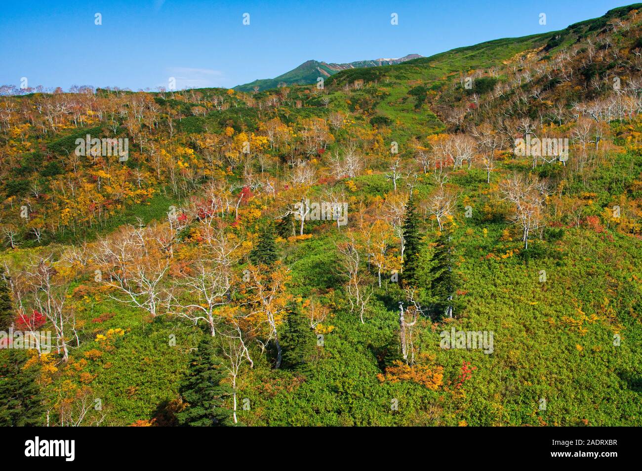 Mt. Asahi, autumn foliage Stock Photo - Alamy