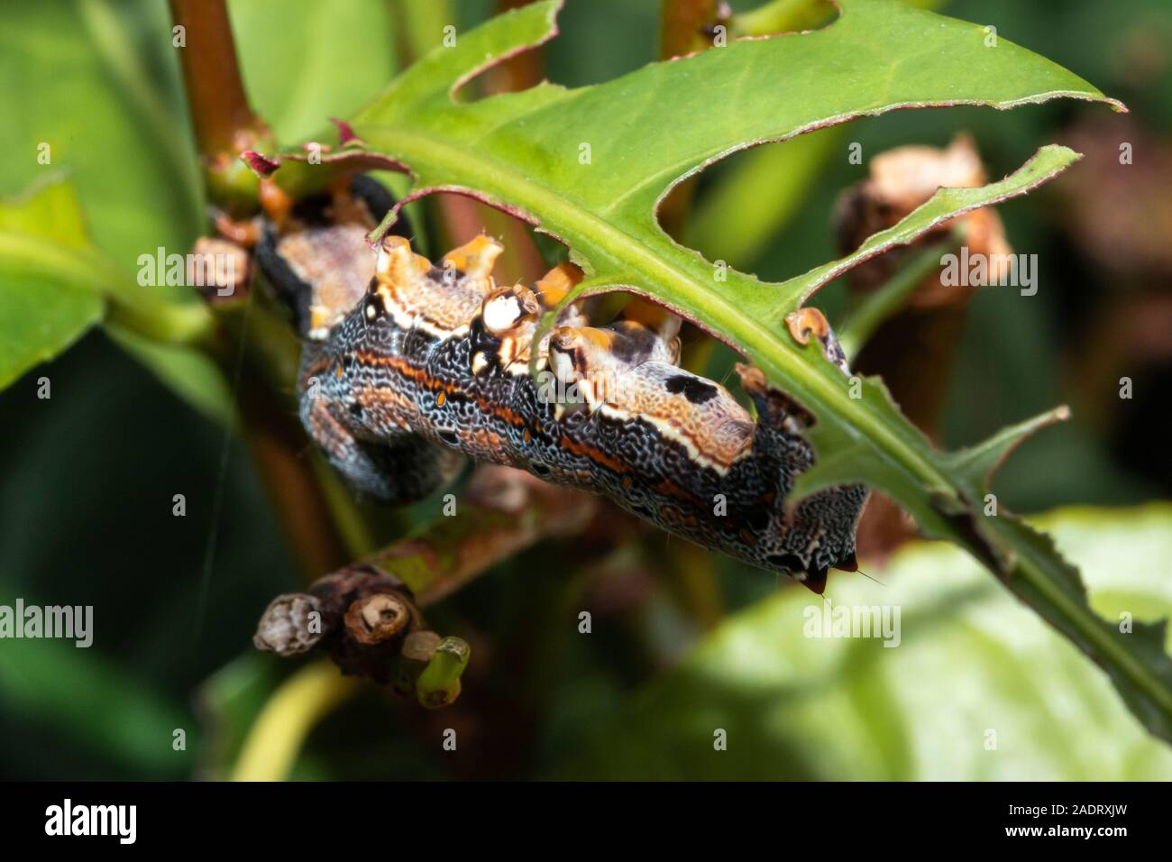 Small caterpillar munching hi-res stock photography and images - Alamy