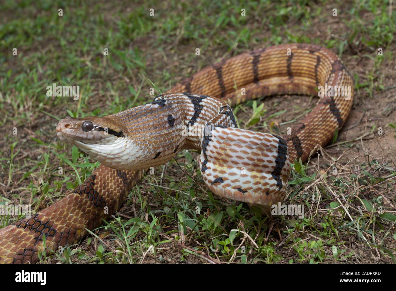 Boiga cynodon, commonly known as the dog-toothed cat snake Stock Photo ...