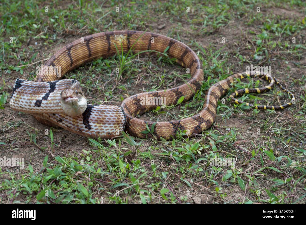 Boiga cynodon, commonly known as the dog-toothed cat snake Stock Photo ...