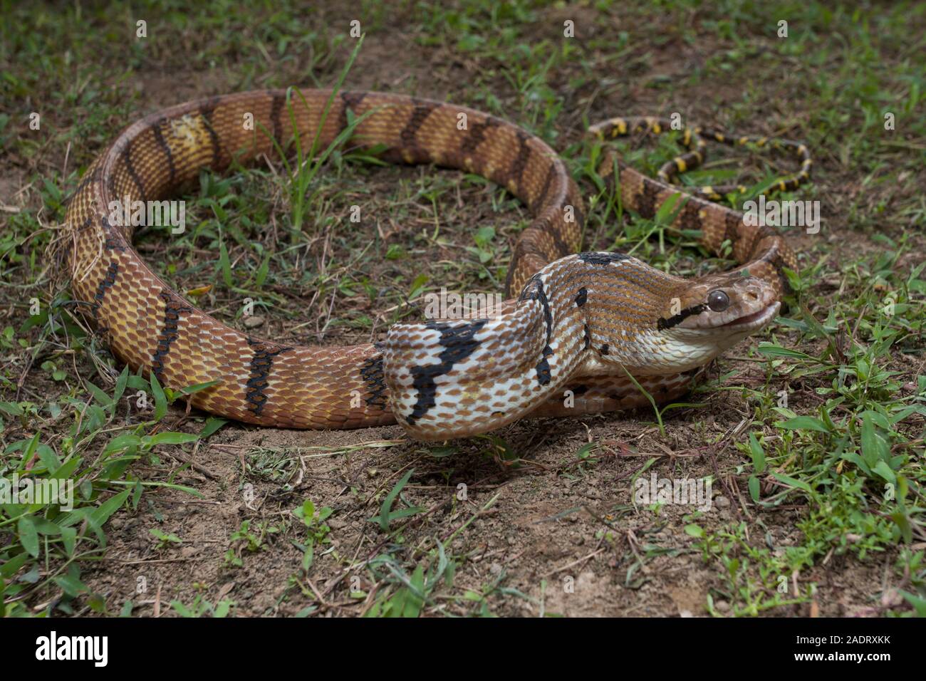 Boiga cynodon, commonly known as the dog-toothed cat snake Stock Photo ...