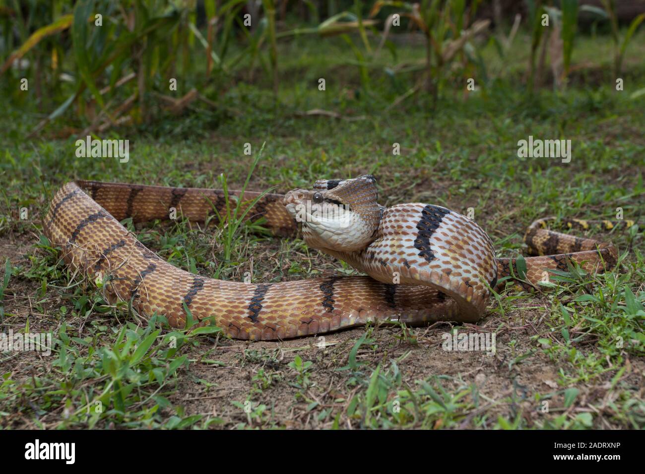 Dog toothed cat snake boiga cynodon hi-res stock photography and images ...