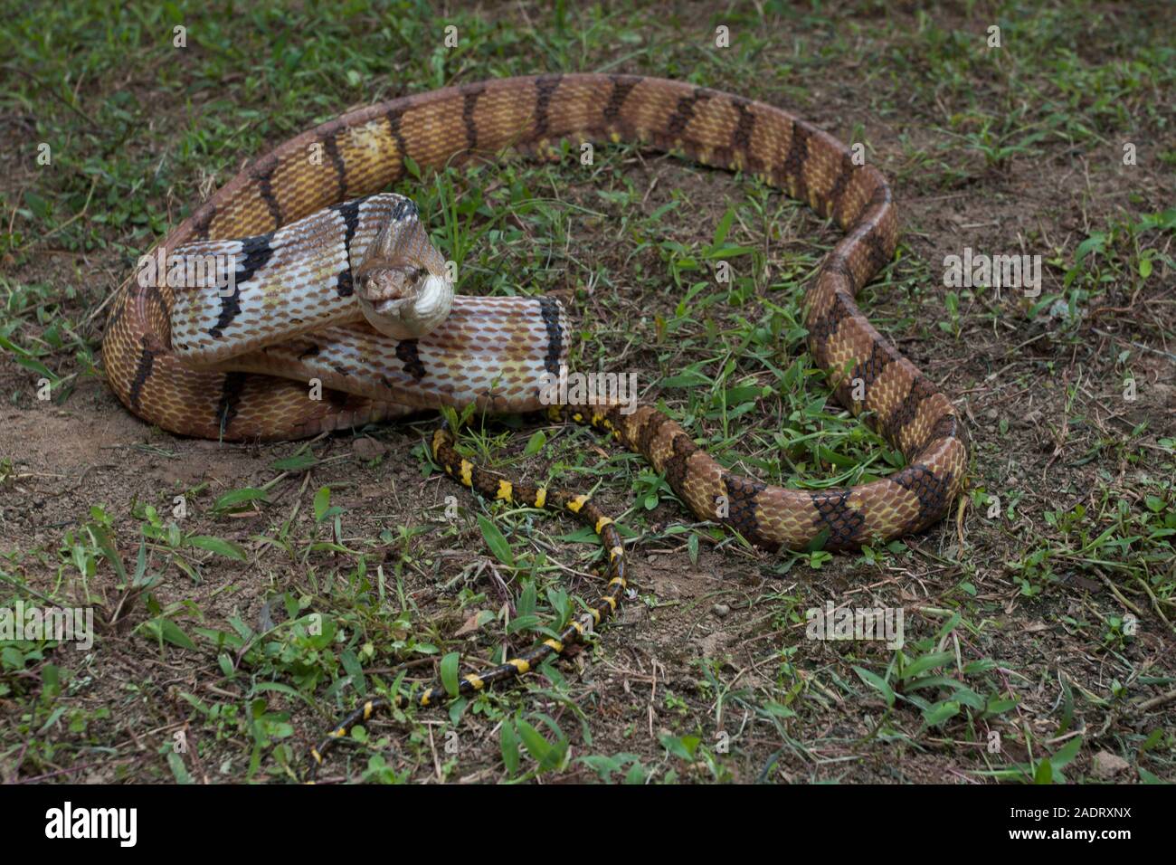Boiga cynodon, commonly known as the dog-toothed cat snake Stock Photo ...