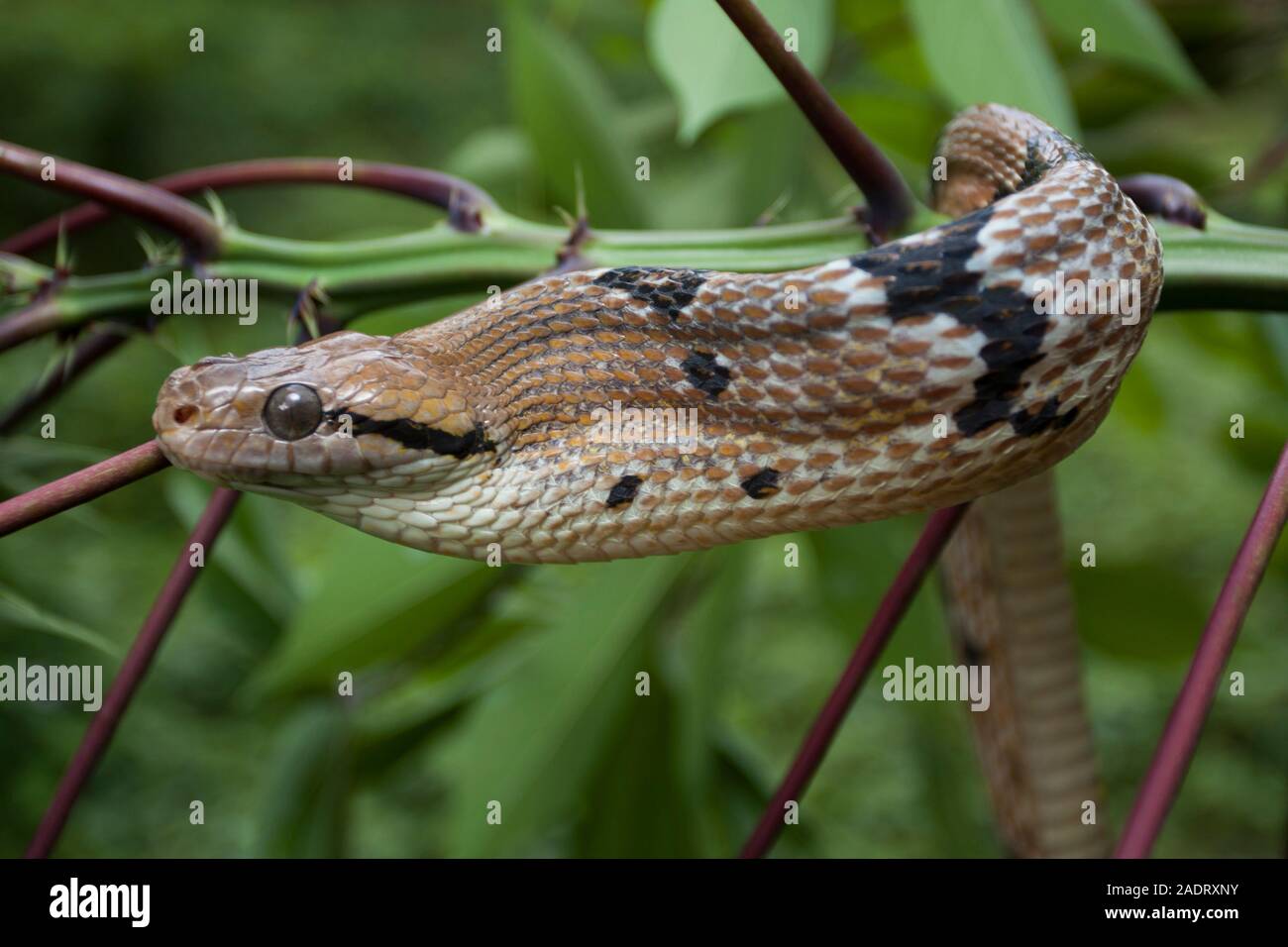 Boiga cynodon, commonly known as the dog-toothed cat snake Stock Photo ...