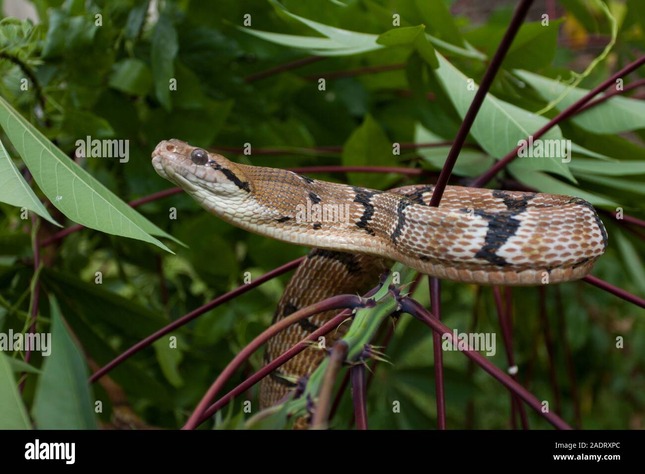 Boiga cynodon, commonly known as the dog-toothed cat snake Stock Photo ...