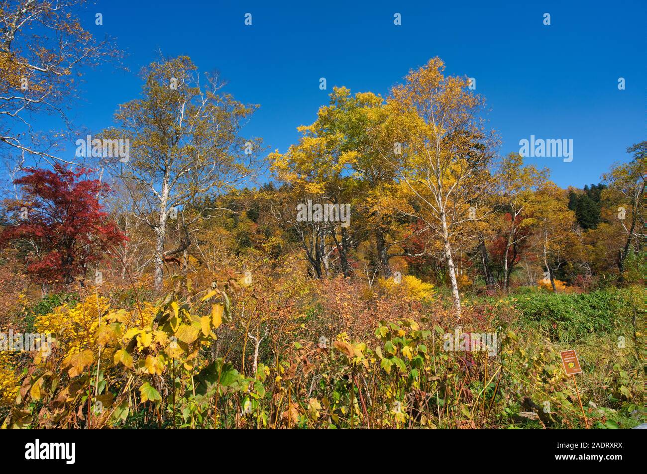 Mt. Asahi, autumn foliage Stock Photo - Alamy