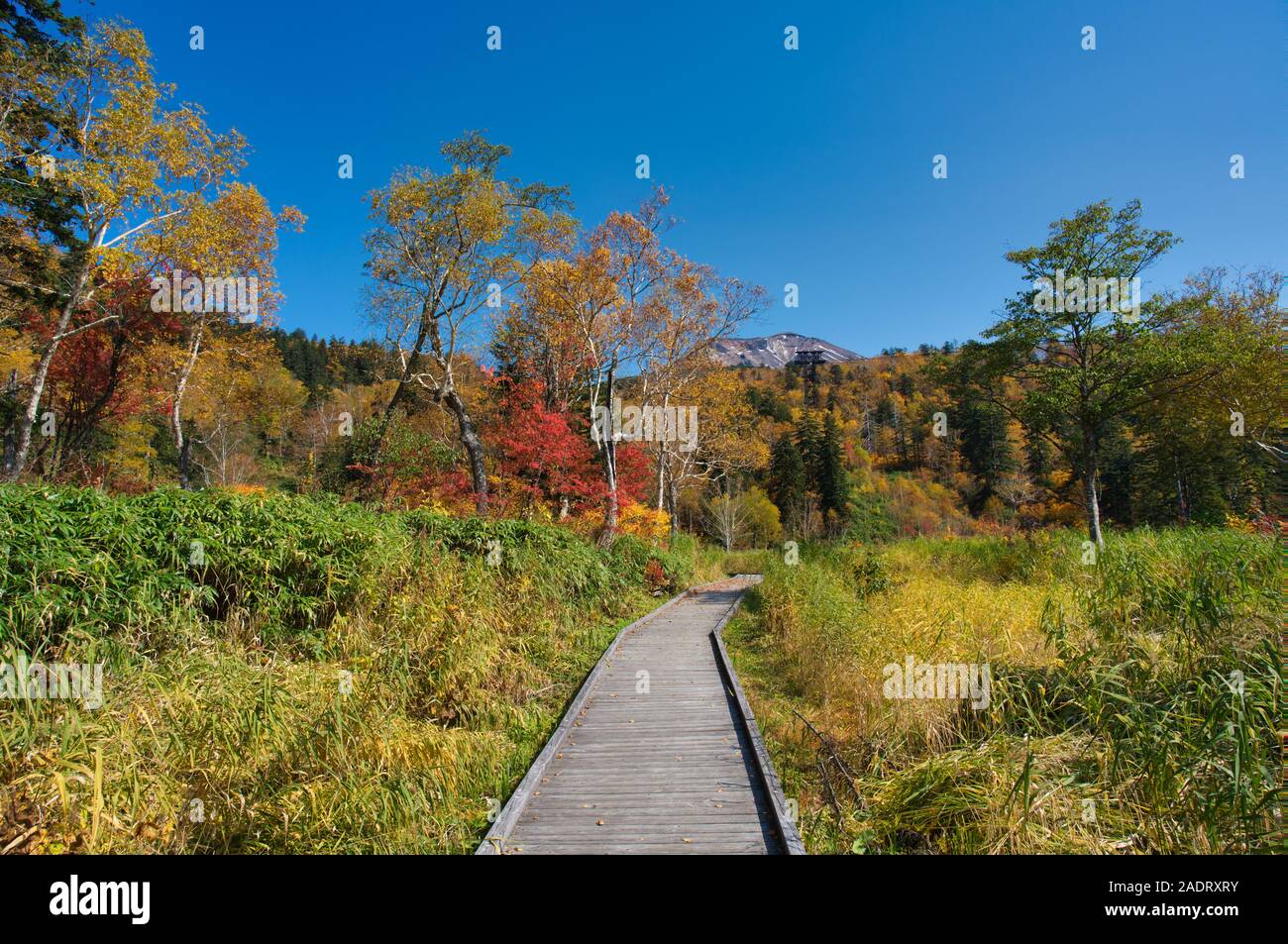 Mt. Asahi, autumn foliage Stock Photo - Alamy