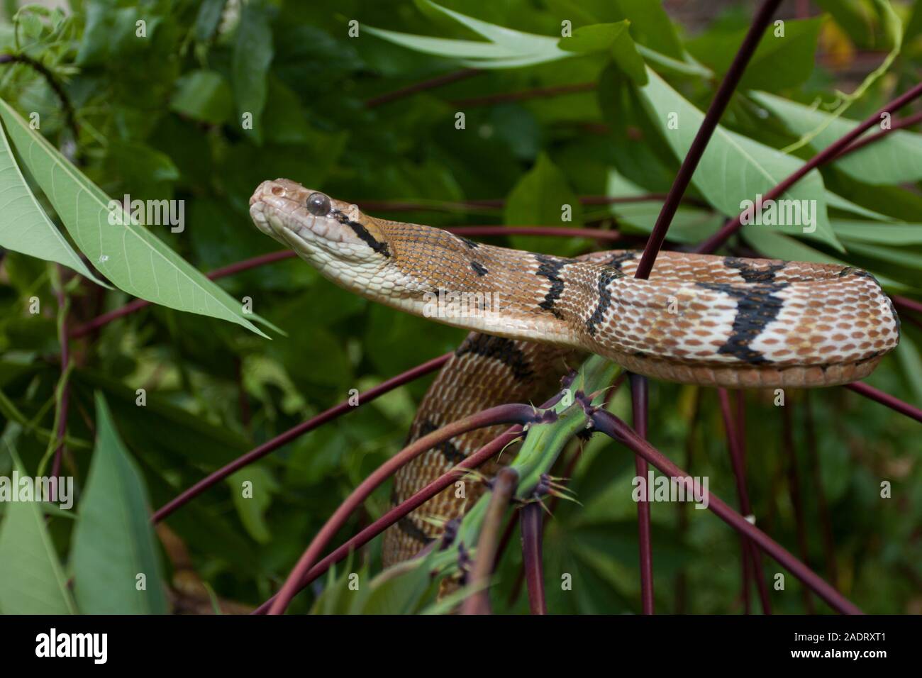 Boiga cynodon, commonly known as the dog-toothed cat snake Stock Photo ...