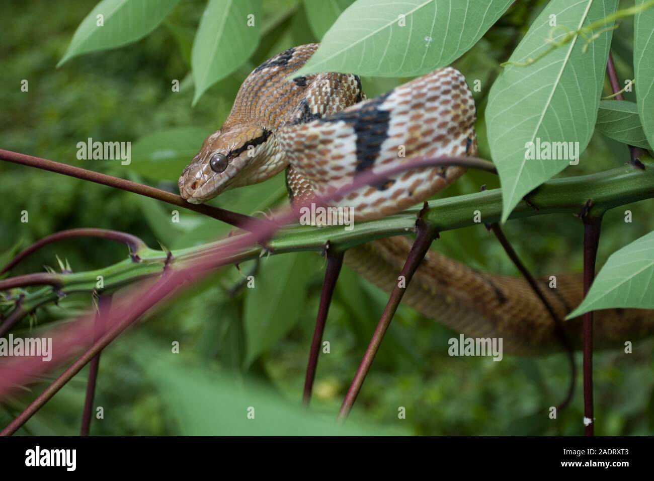Boiga cynodon, commonly known as the dog-toothed cat snake Stock Photo ...