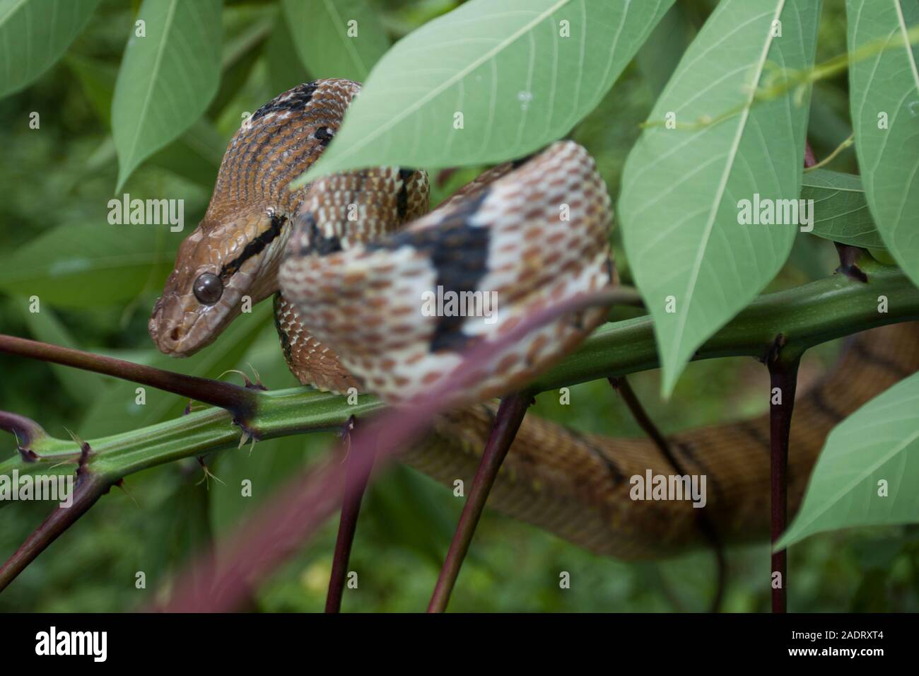Boiga cynodon, commonly known as the dog-toothed cat snake Stock Photo ...