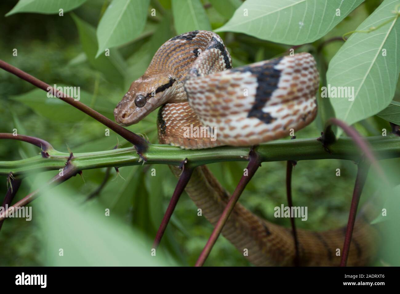 Boiga cynodon, commonly known as the dog-toothed cat snake Stock Photo ...