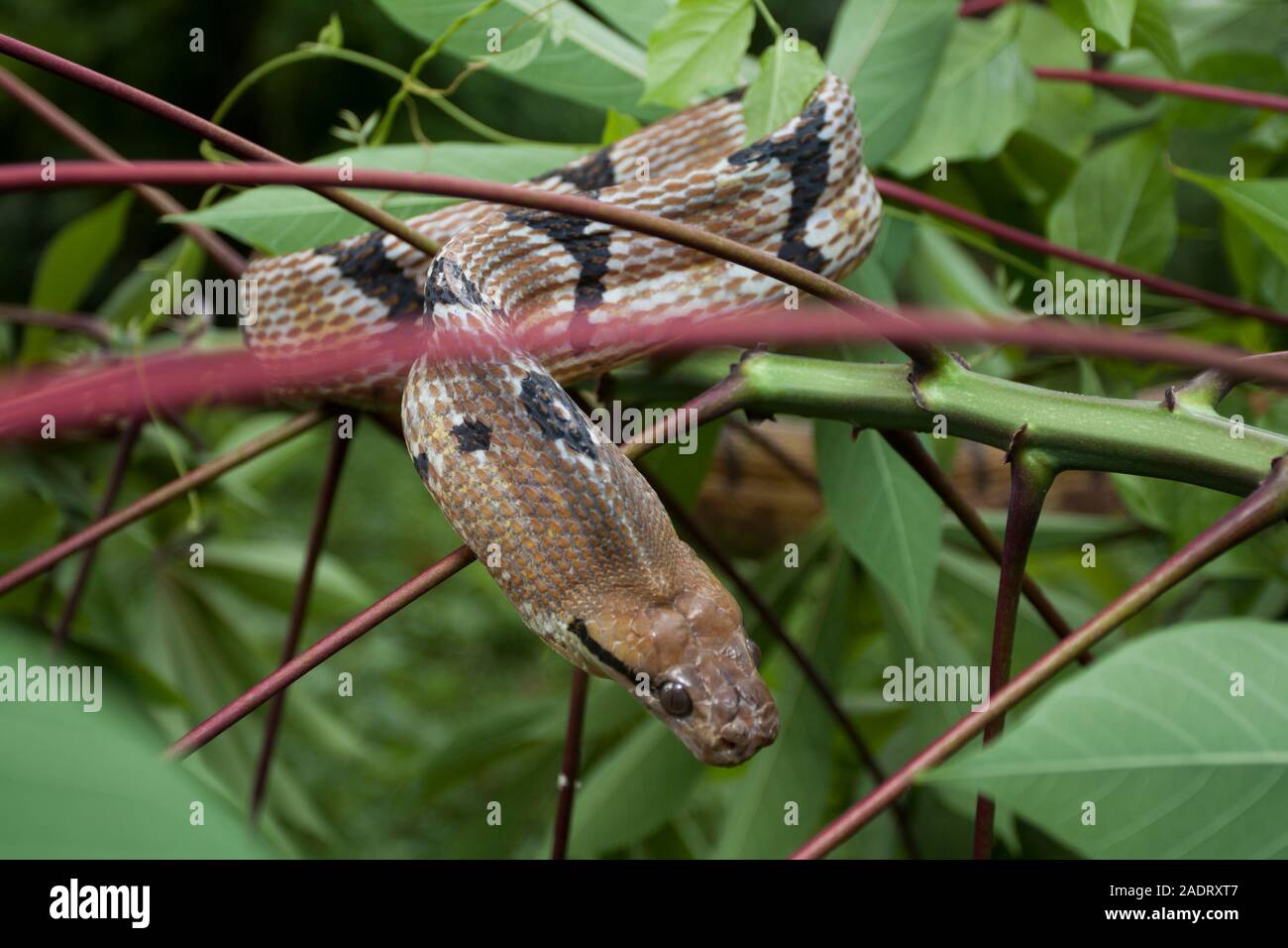 Boiga cynodon, commonly known as the dog-toothed cat snake Stock Photo ...