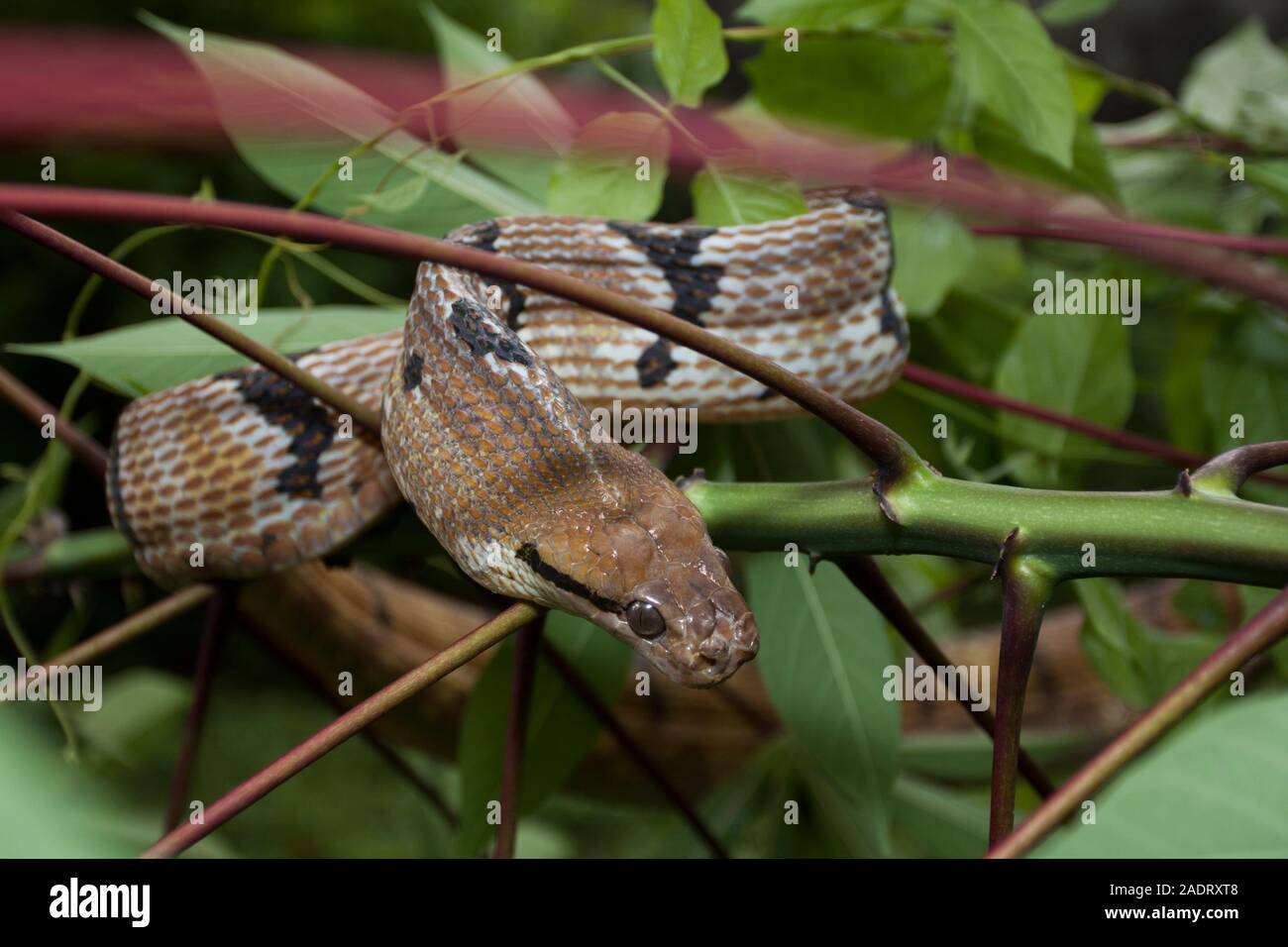 Boiga cynodon, commonly known as the dog-toothed cat snake Stock Photo ...