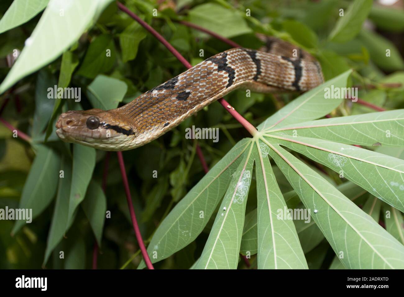 Boiga cynodon, commonly known as the dog-toothed cat snake Stock Photo ...