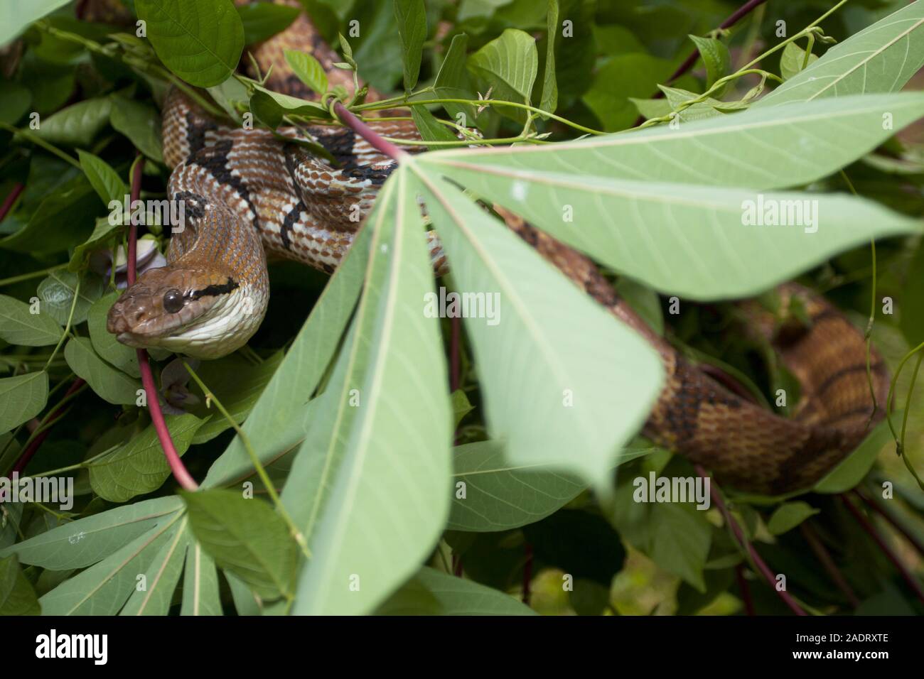 Boiga cynodon, commonly known as the dog-toothed cat snake Stock Photo ...