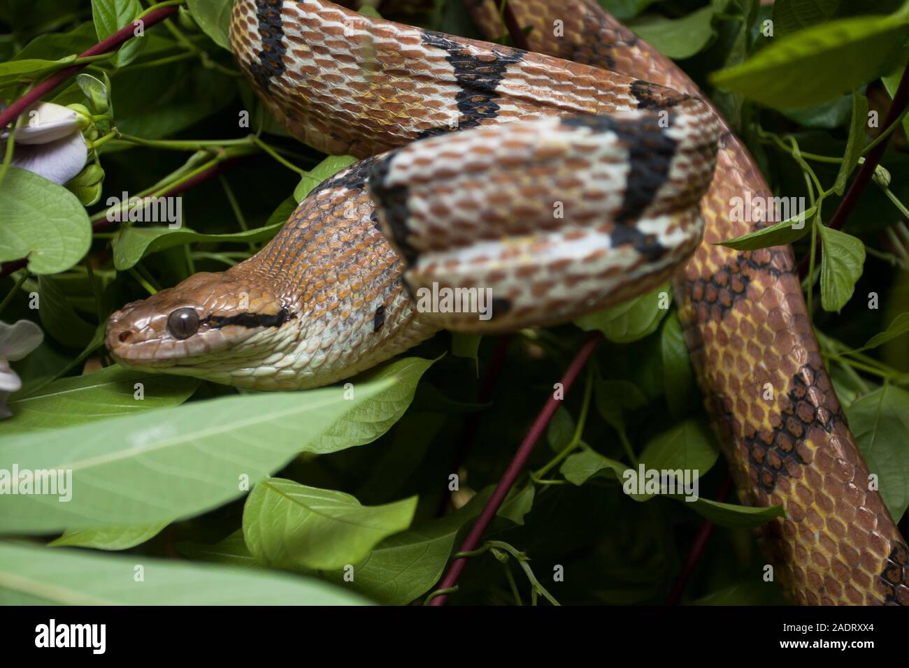 Dog toothed cat snake boiga cynodon hi-res stock photography and images ...