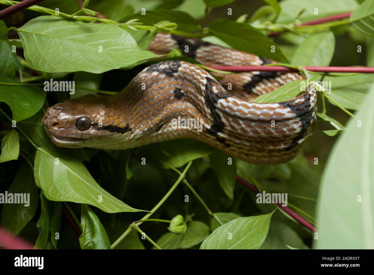 Boiga cynodon, commonly known as the dog-toothed cat snake Stock Photo ...