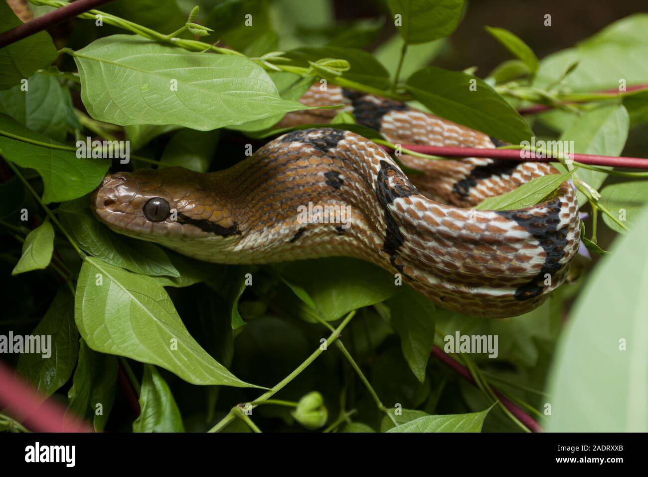 Boiga cynodon, commonly known as the dog-toothed cat snake Stock Photo ...
