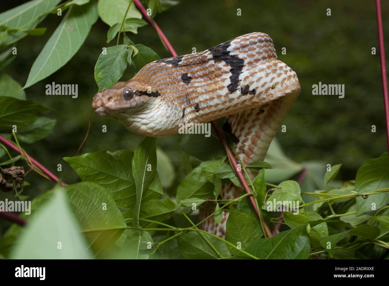 Dog toothed cat snake boiga cynodon hi-res stock photography and images ...