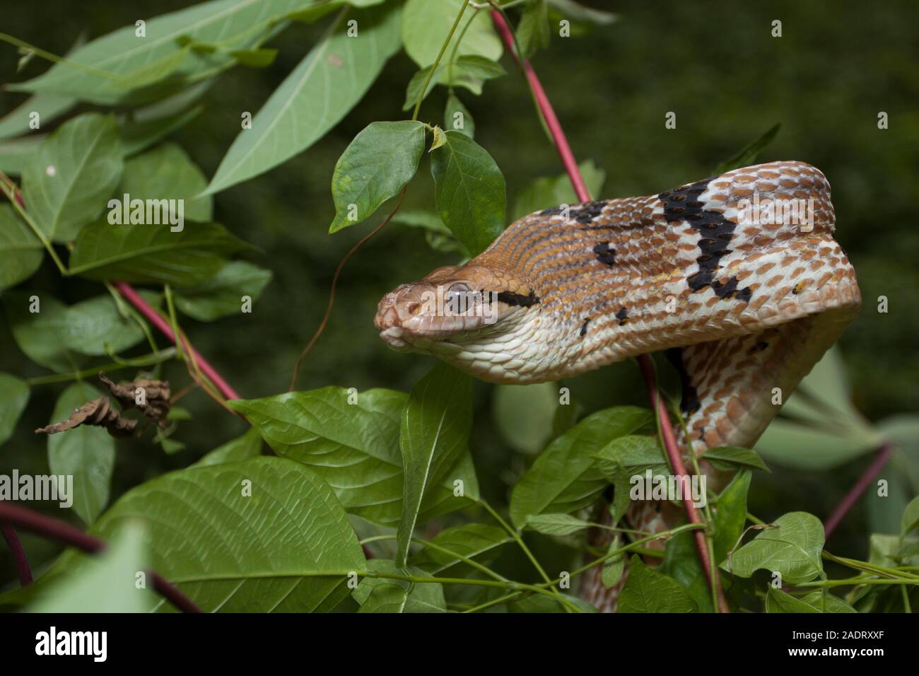 Boiga cynodon, commonly known as the dog-toothed cat snake Stock Photo ...