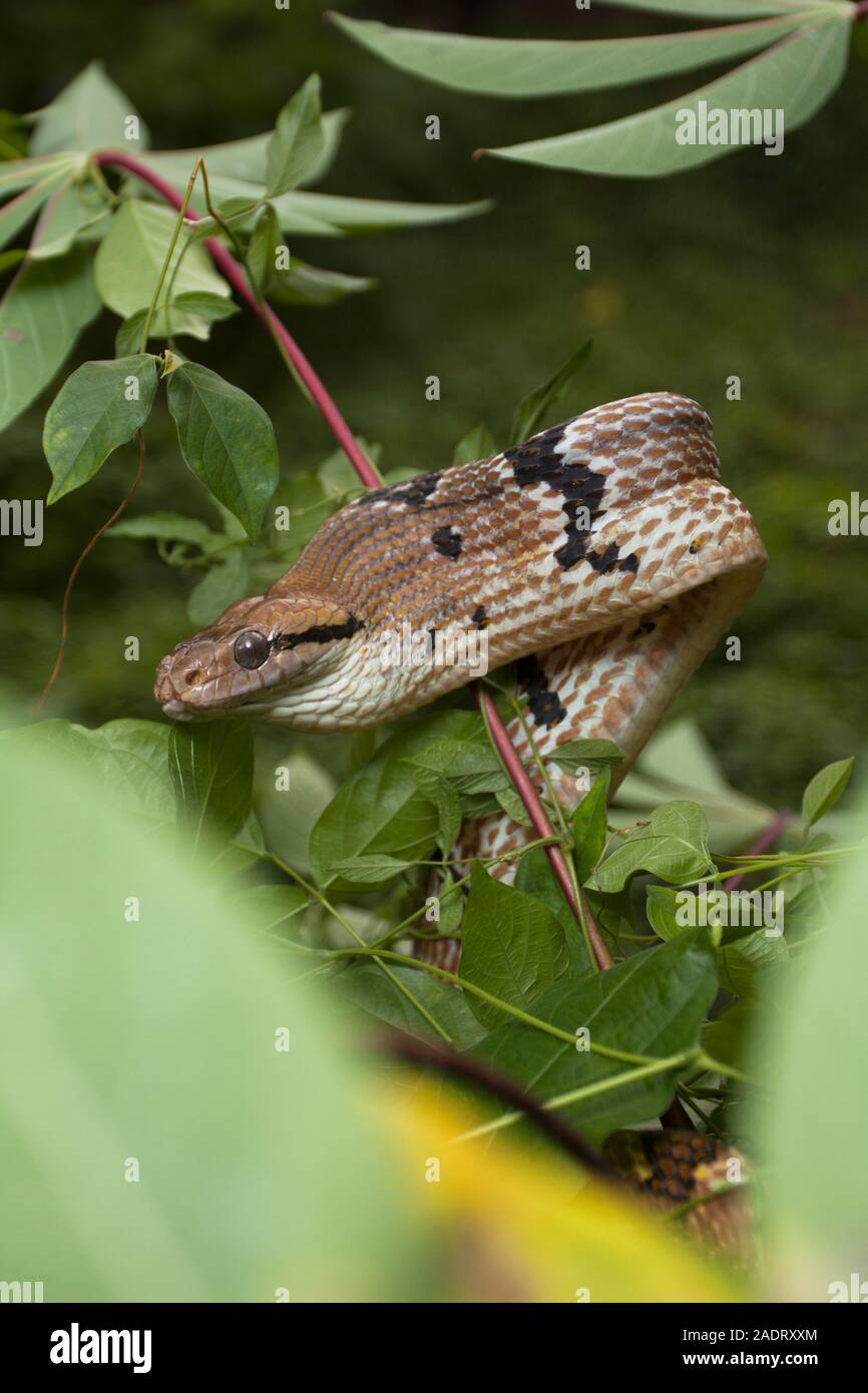 Dog toothed cat snake boiga cynodon hi-res stock photography and images ...