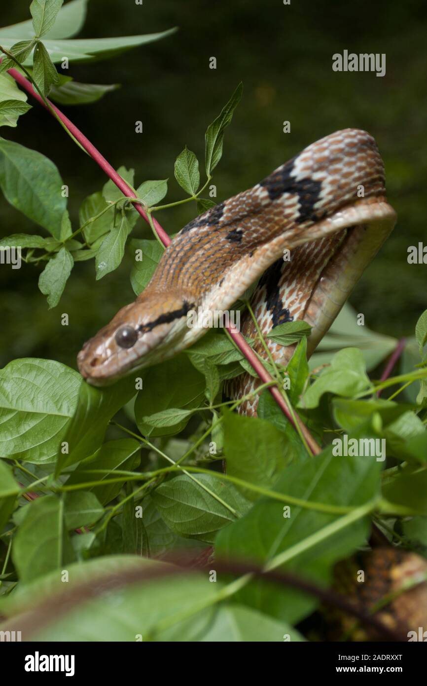 Boiga cynodon, commonly known as the dog-toothed cat snake Stock Photo ...