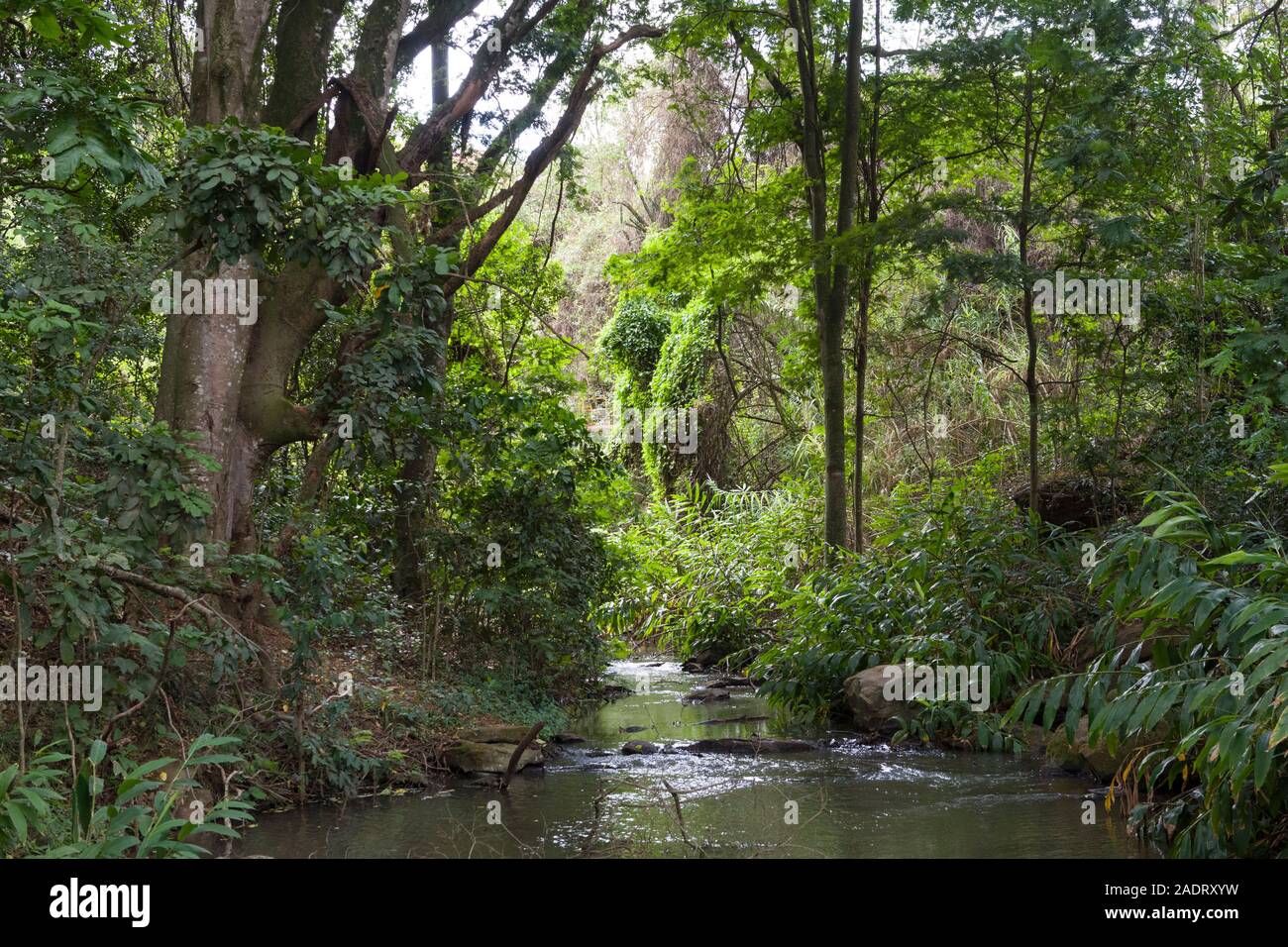 Mbagathi river flowing through, Oloolua Nature Trail, Karen, Nairobi ...