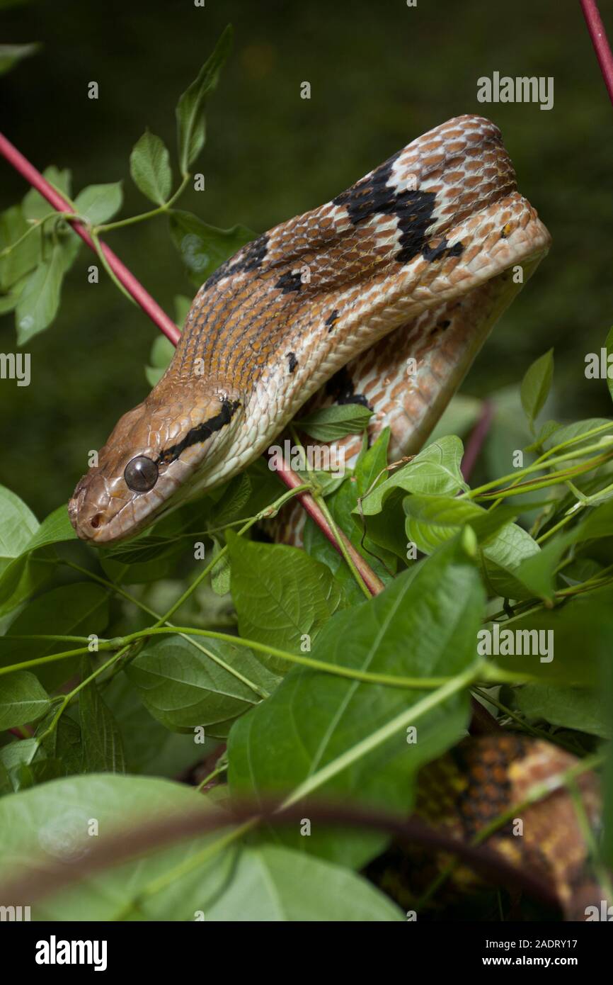 Boiga cynodon, commonly known as the dog-toothed cat snake Stock Photo ...