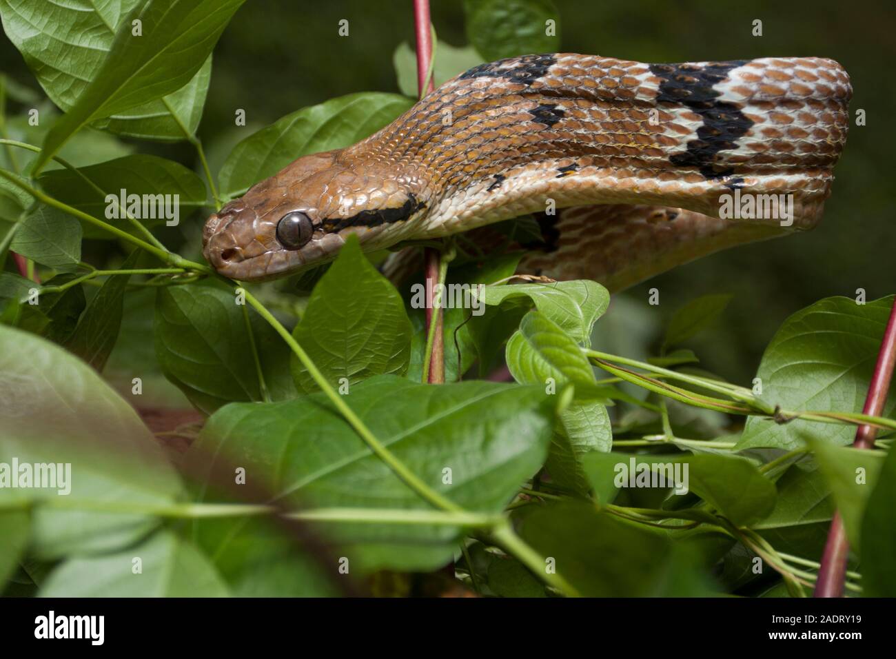 Boiga cynodon, commonly known as the dog-toothed cat snake Stock Photo ...
