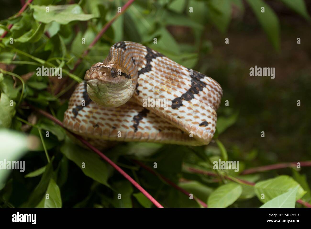 Boiga cynodon, commonly known as the dog-toothed cat snake Stock Photo ...