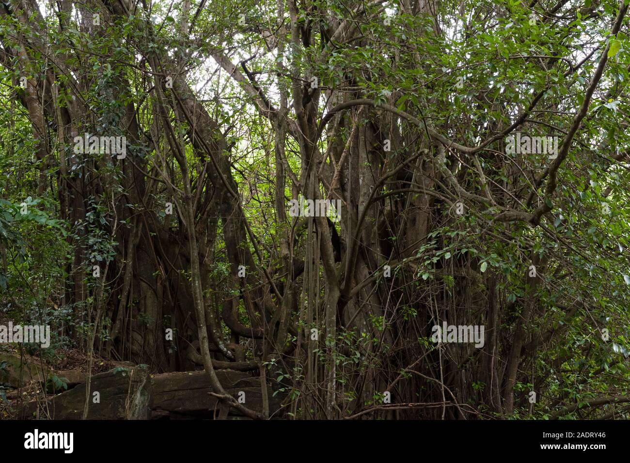 Mbagathi river flowing through, Oloolua Nature Trail, Karen, Nairobi ...