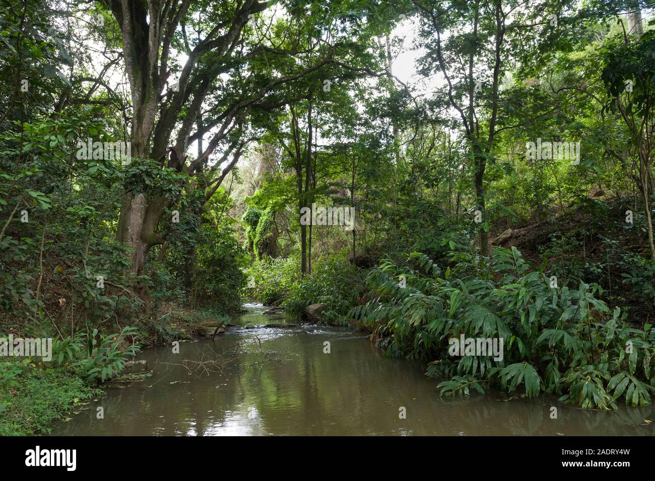 Mbagathi river flowing through, Oloolua Nature Trail, Karen, Nairobi ...