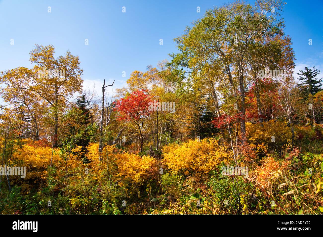 Mt. Asahi, autumn foliage Stock Photo - Alamy
