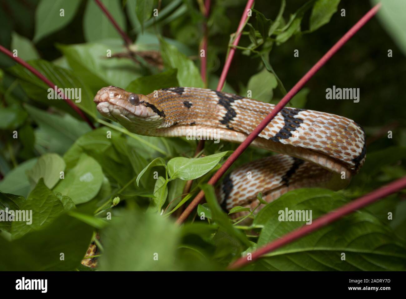 Boiga cynodon, commonly known as the dog-toothed cat snake Stock Photo ...