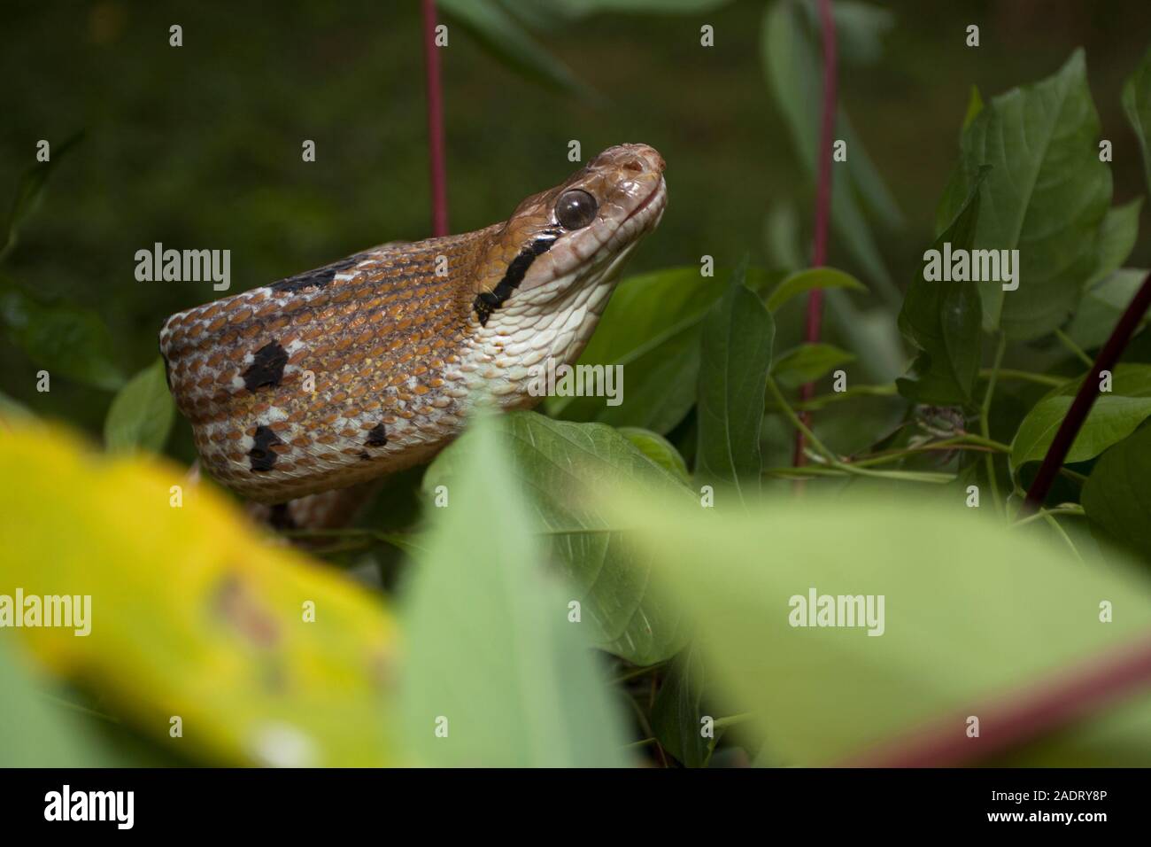 Boiga cynodon, commonly known as the dog-toothed cat snake Stock Photo ...