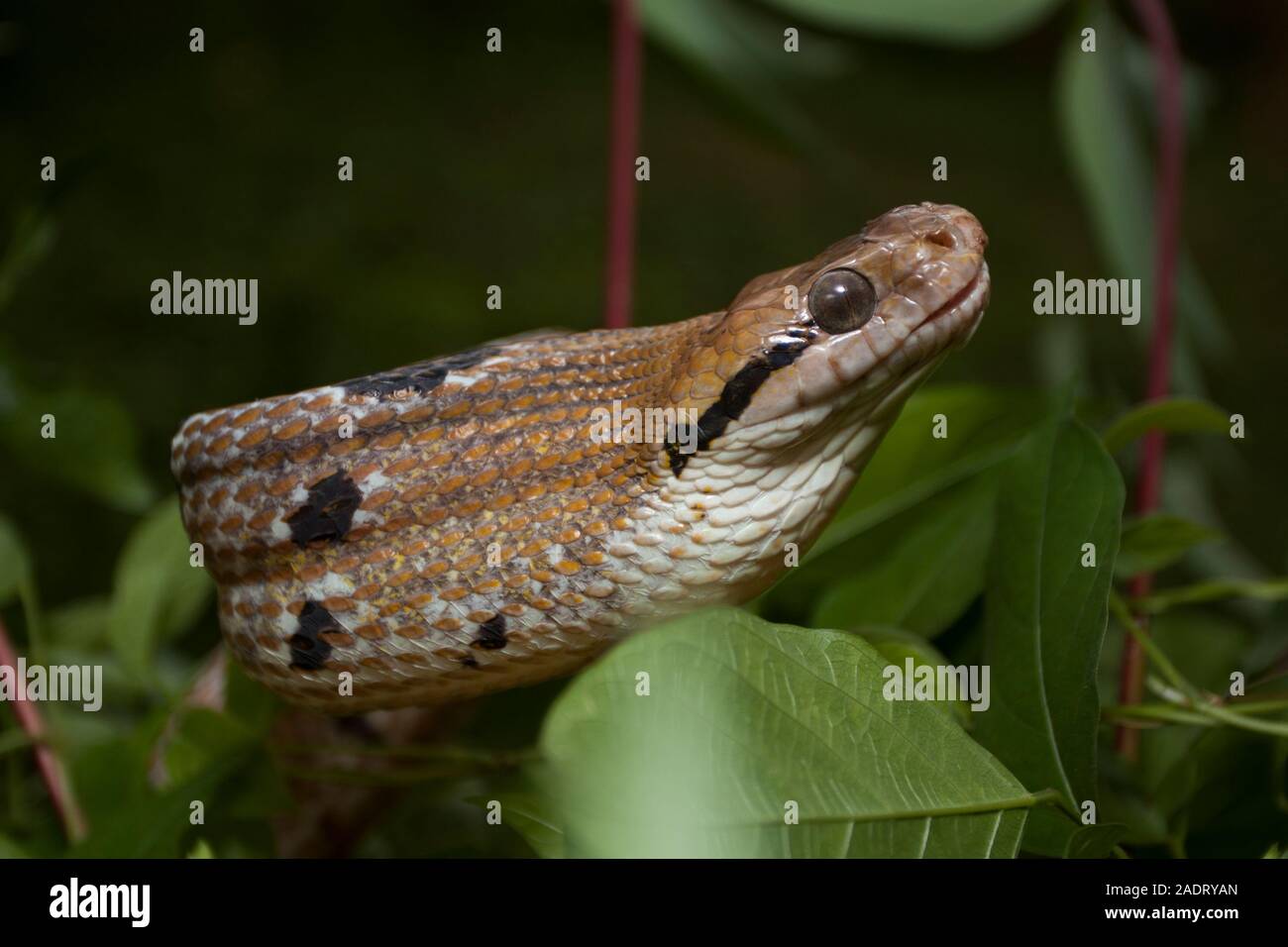 Boiga cynodon, commonly known as the dog-toothed cat snake Stock Photo ...