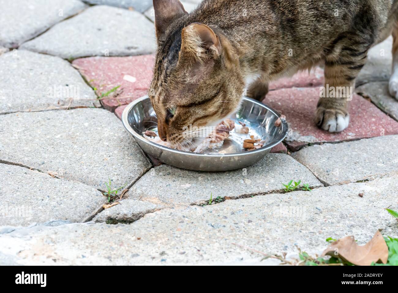 Wild cat feeding time hi-res stock photography and images - Alamy