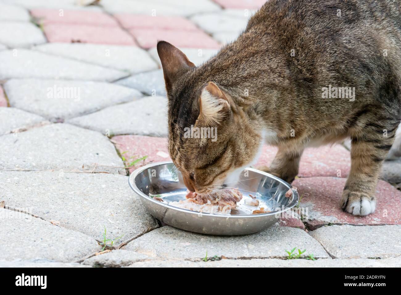 Outdoor wild cat feeding time. Stray animals Stock Photo - Alamy