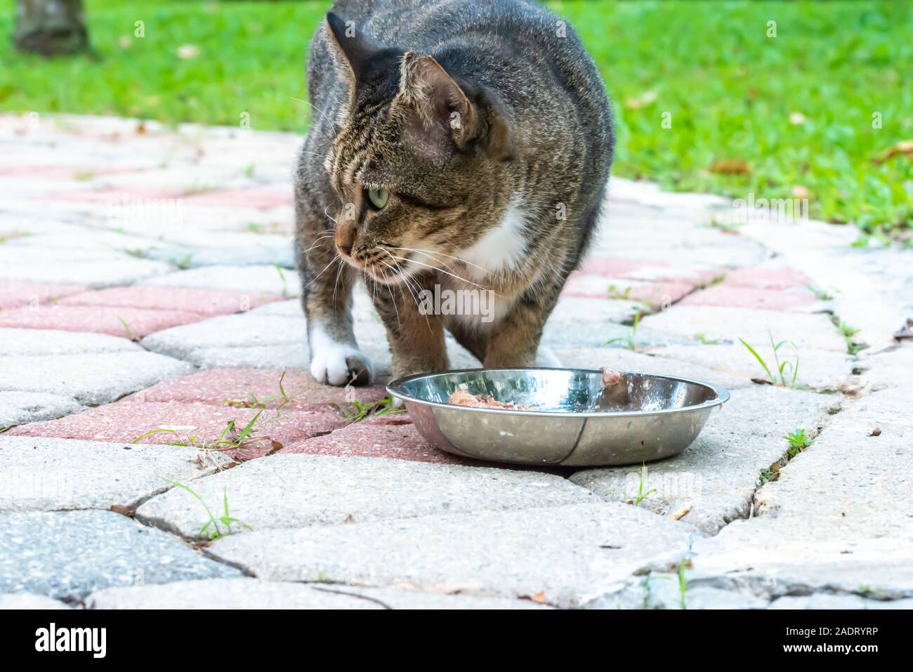 Outdoor wild cat feeding time. Stray animals Stock Photo - Alamy