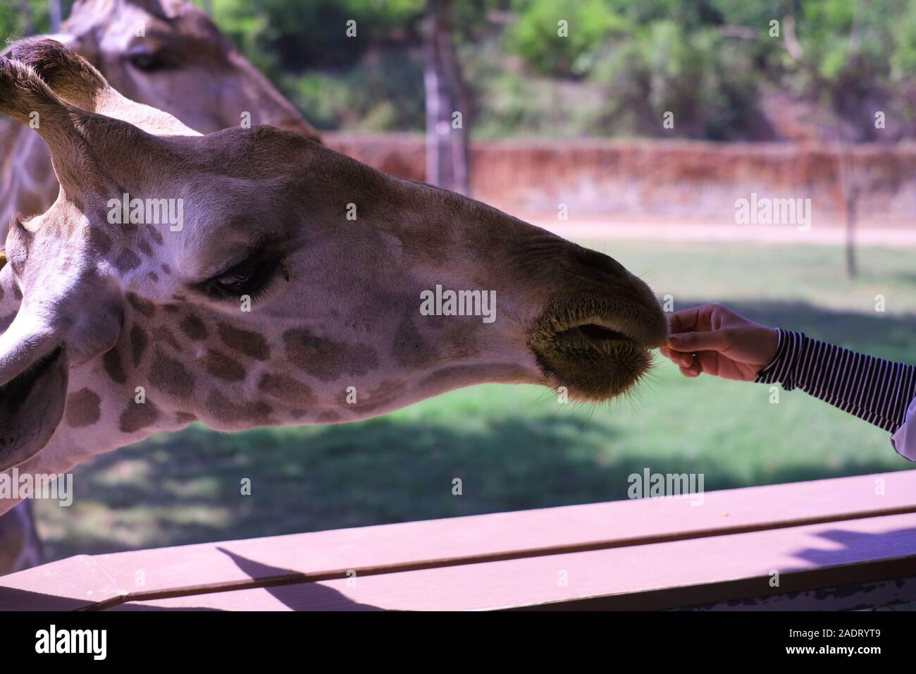 Giraffe eating carrot provided by a visitor Stock Photo - Alamy