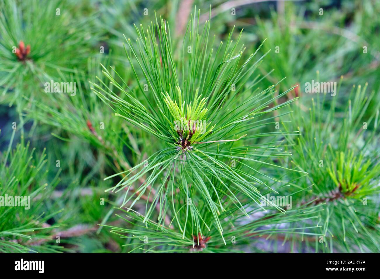 Closeup of a Pine Tree Branch Stock Photo - Alamy