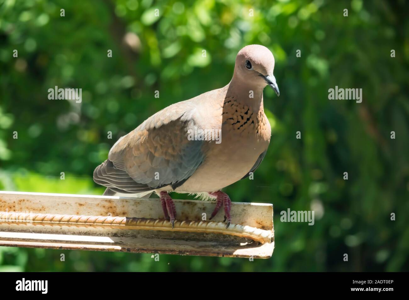close up doves in nature Stock Photo - Alamy