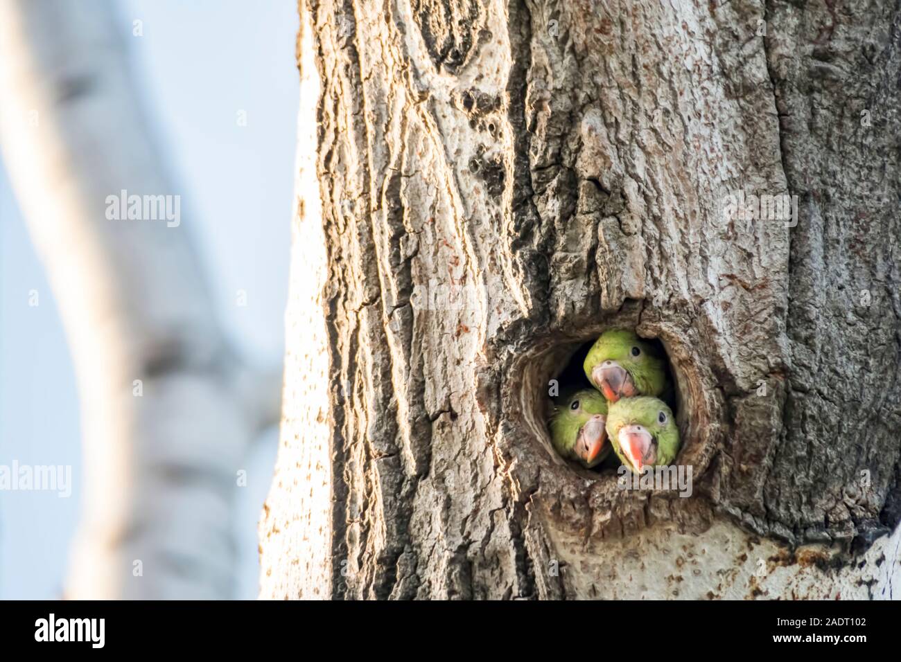 parrots in tree hole in nature Stock Photo - Alamy